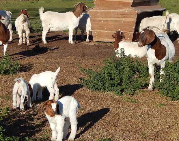 Cabaña La Blanquita importo para la raza caprina Boer sangre ...
