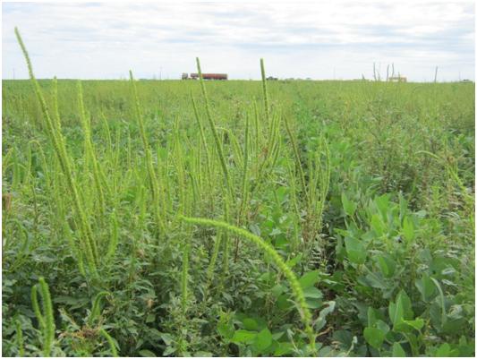 El yuyo colorado también avanza sobre campos de 9 de Julio – El ...