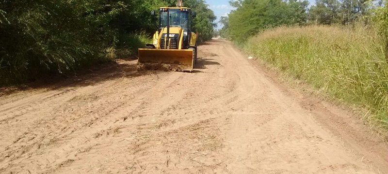 Acacia Negra un mal que impacta negativamente en el agro, requiere de ...