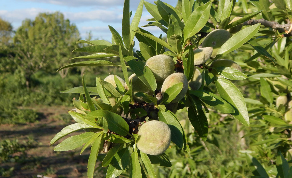 Almendras: un cultivo que se desarrolla en 9 de Julio – El Regional Digital