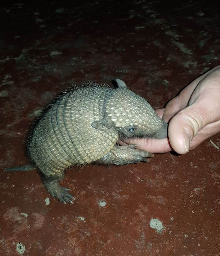 “Pucho” la inusual mascota de la que todo Naon habla – El Regional Digital