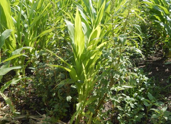 Agrónomos y empresas evaluaron herramientas en el control de malezas ...