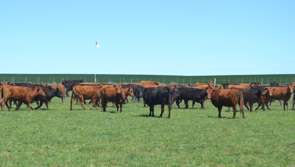 Aprovechamiento de pasturas en primavera, lo recomendable es empezar en ...