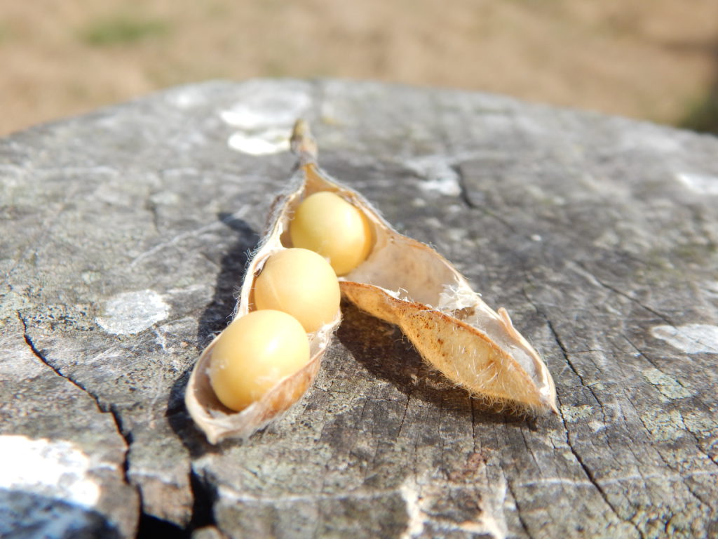 El INTA describió el genoma completo de una variedad de soja No OGM ...