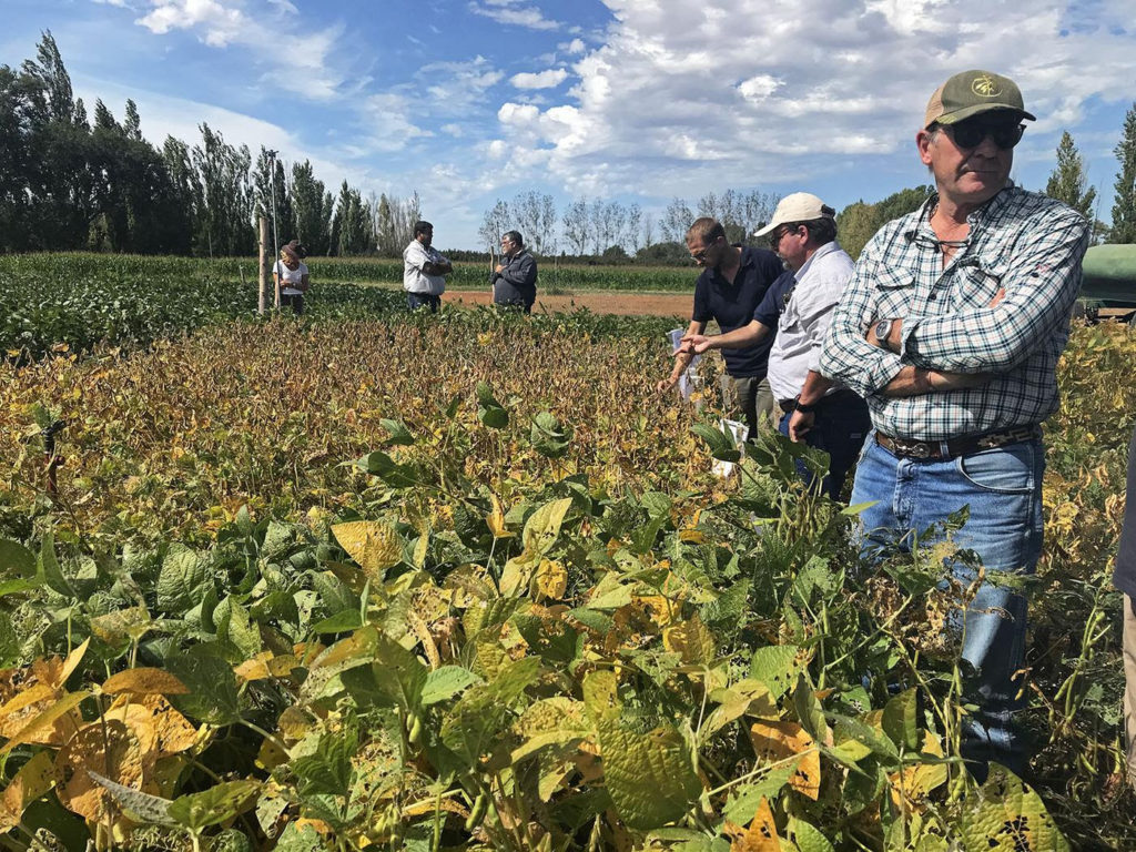 Agricultura en la Patagonia: A fuerza de rinde, el maíz y soja se ganan ...