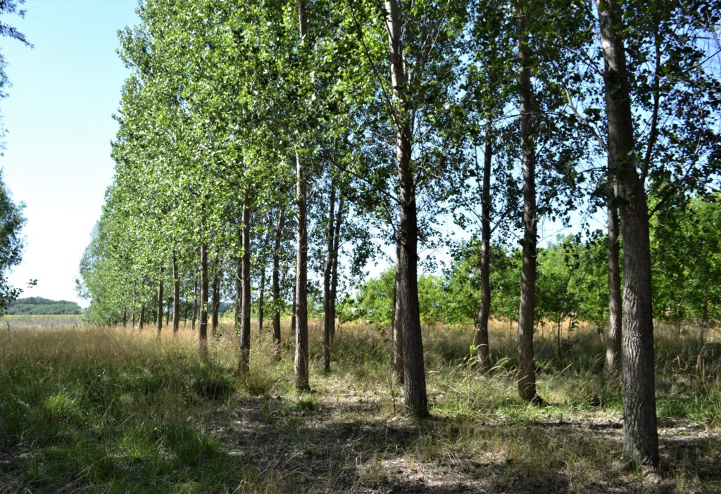 Demuestran que implantar un monte forestal es una excelente alternativa ...
