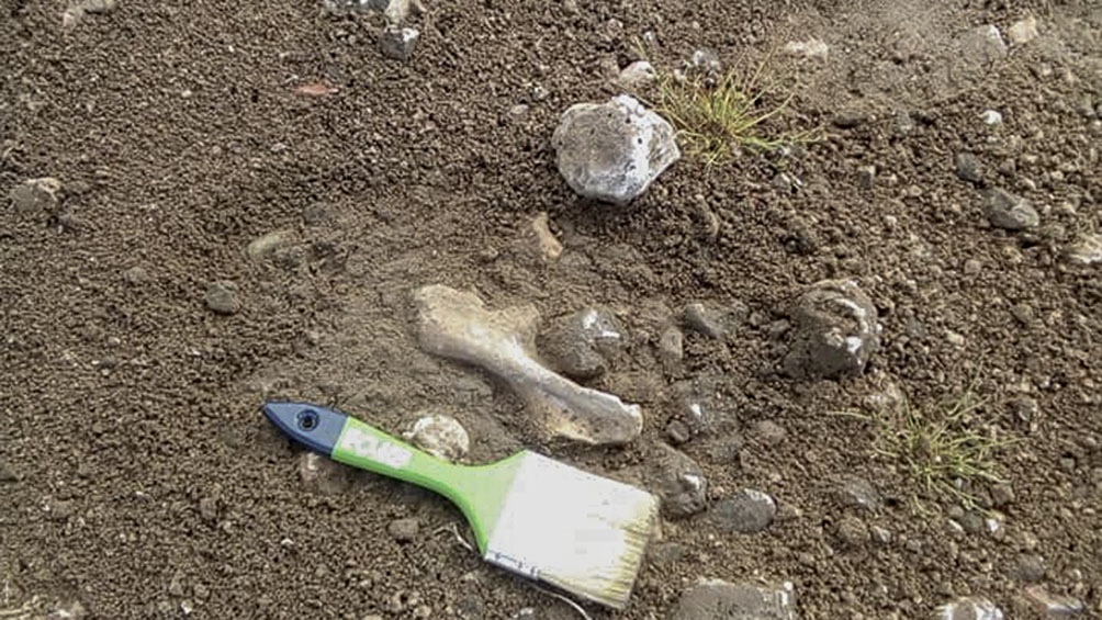 Hallan restos fósiles de un dinosaurio herbívoro de 100 millones de ...