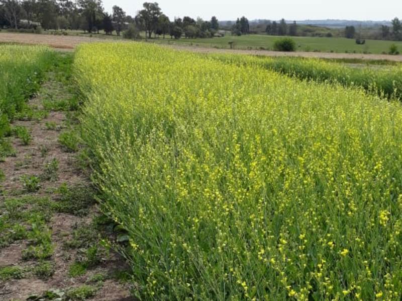 Carinata, un cultivo para diversificar secuencias agrícolas – El ...