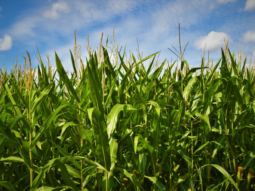 5 claves para alcanzar el máximo con tu próximo maíz – El Regional Digital