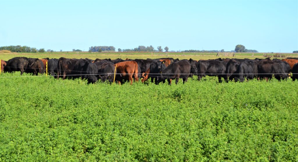 Pastoreo rotativo: la mejor manera de utilizar la alfalfa – El Regional ...