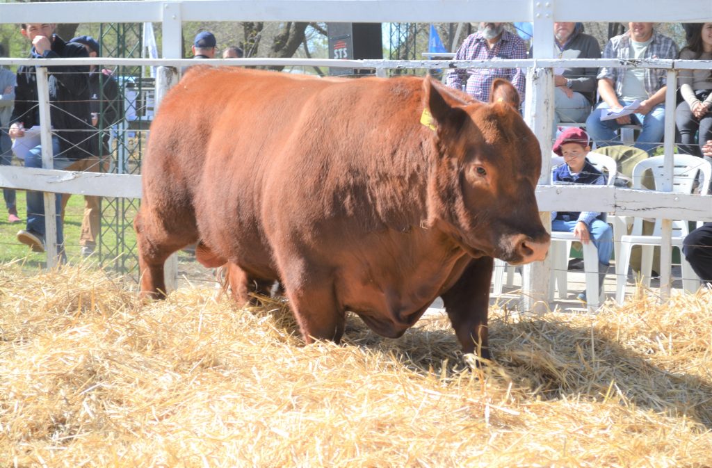 Pagan 850 mil pesos por un toro Angus de Cabaña Las Blancas de ...