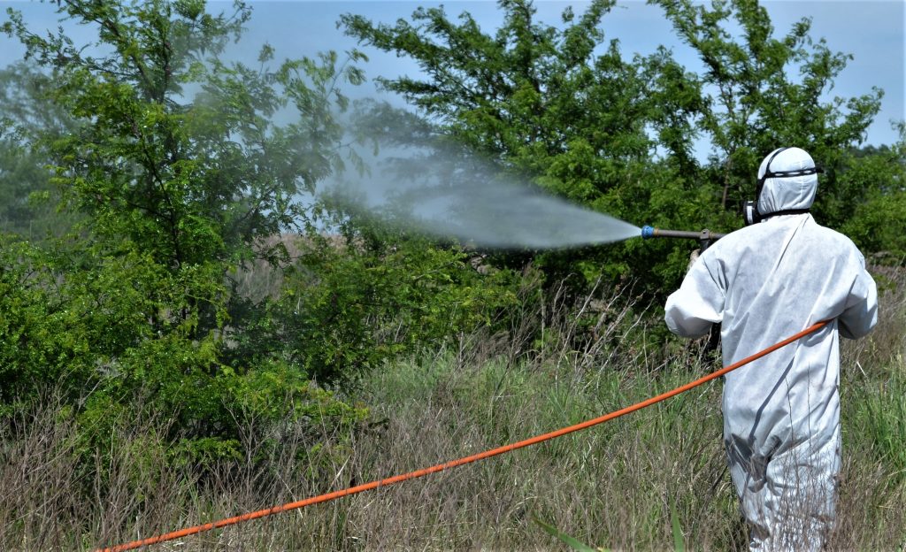 Resultados del manejo y control de Acacia Negra en campos agricolas y ...