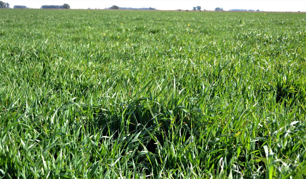 Pasturas más nutritivas para optimizar rendimientos en la producción de ...