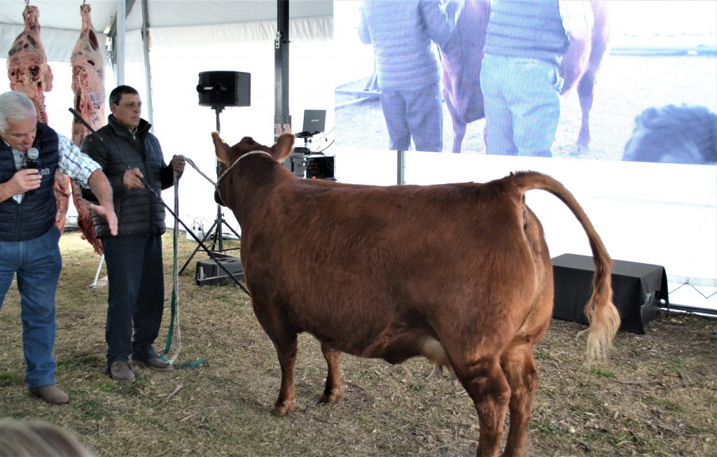 La raza Limangus volvió a dar una catedra de su potencial carnicero – El Regional Digital