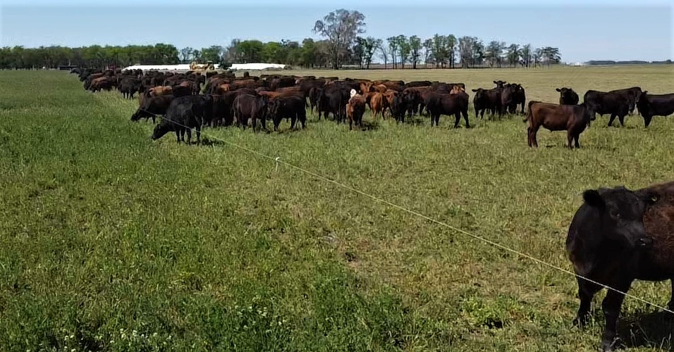 Pastoreo No Selectivo en 9 de Julio: El sistema que da estabilidad ...