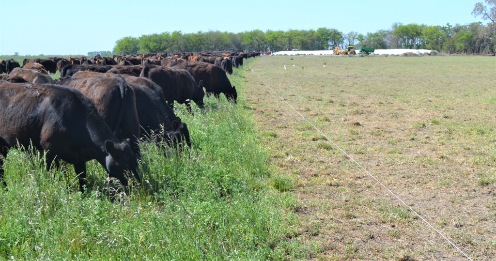 Pastoreo No Selectivo en 9 de Julio: El sistema que da estabilidad ...