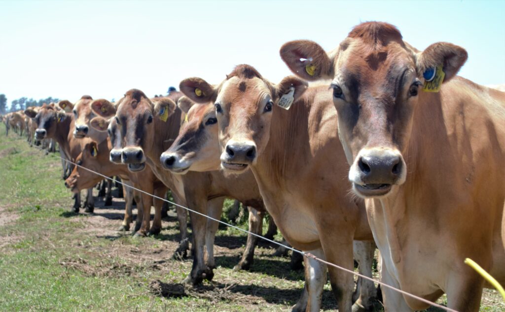 Bienestar animal: «Tambo en Foco» analizo el proceso de alimentación ...