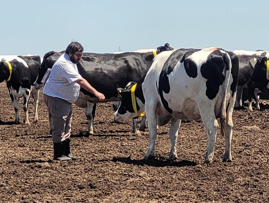 Una entidad certifico el primer tambo en bienestar animal – El Regional ...