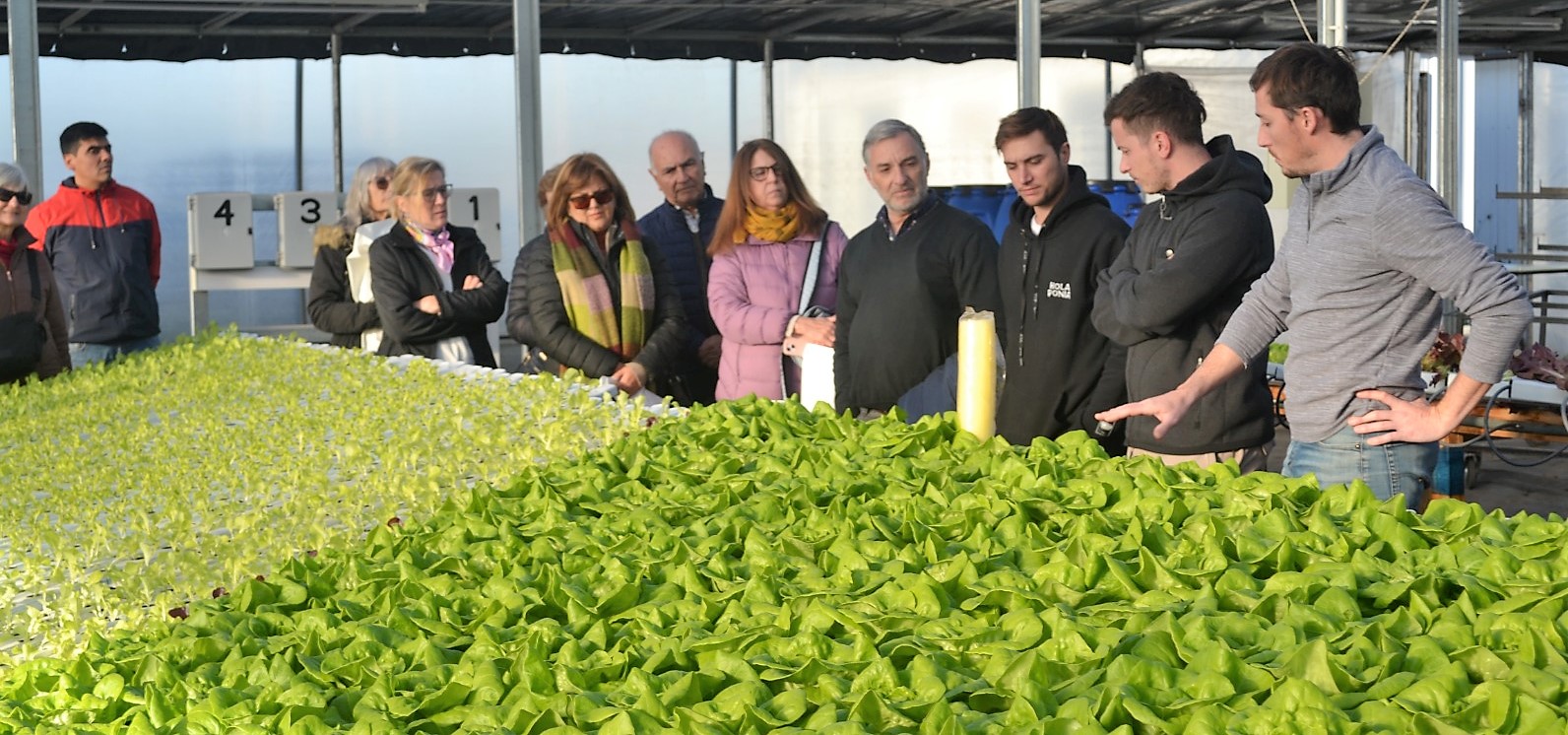 Proyecto Conector: Mira como es el proceso de producción hidropónica ...