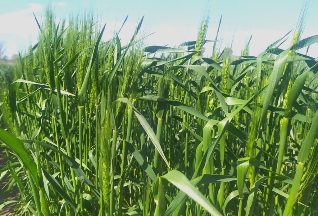 Campaña 23-24: El trigo se desarrolla en condiciones muy distintas en ...