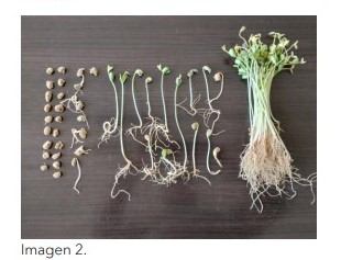 Semillas «arrugadas» de soja: Daño ambiental por cosecha tardía vs daño ...