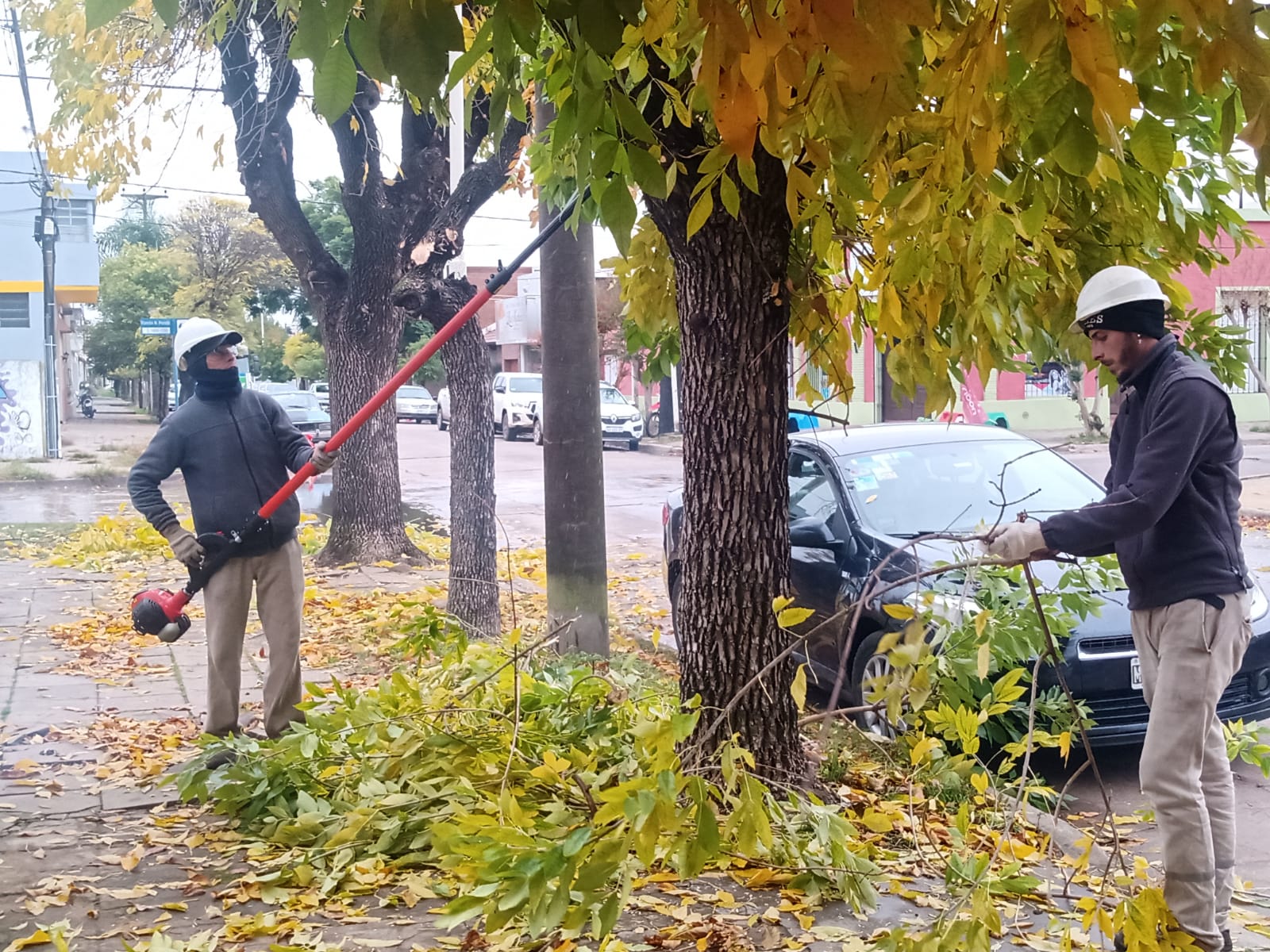 Comenzo el ciclo de poda en el distrito de 9 de Julio – El Regional Digital