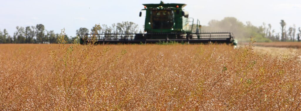 Camelina: El cultivo que crece en su implantación y porque lo eligen ...