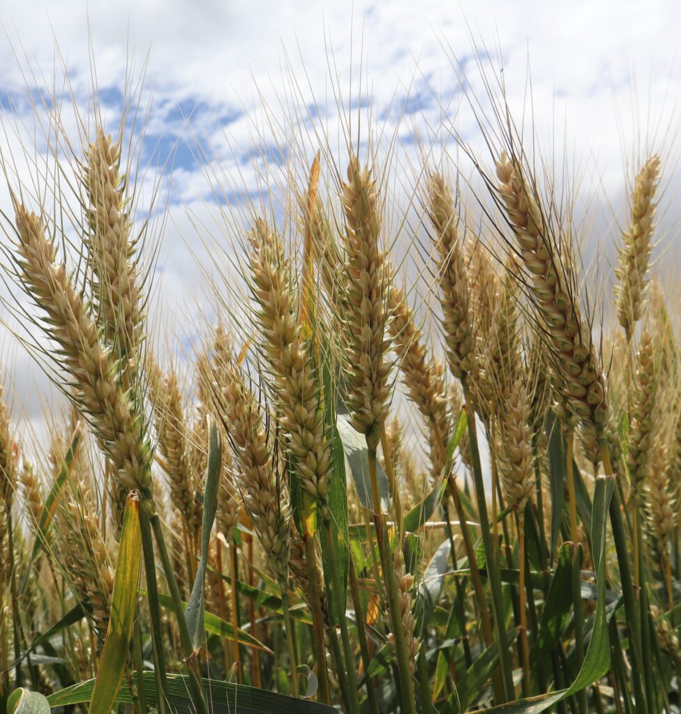 Siembra récord de trigo en la campaña 2025/26 – El Regional Digital